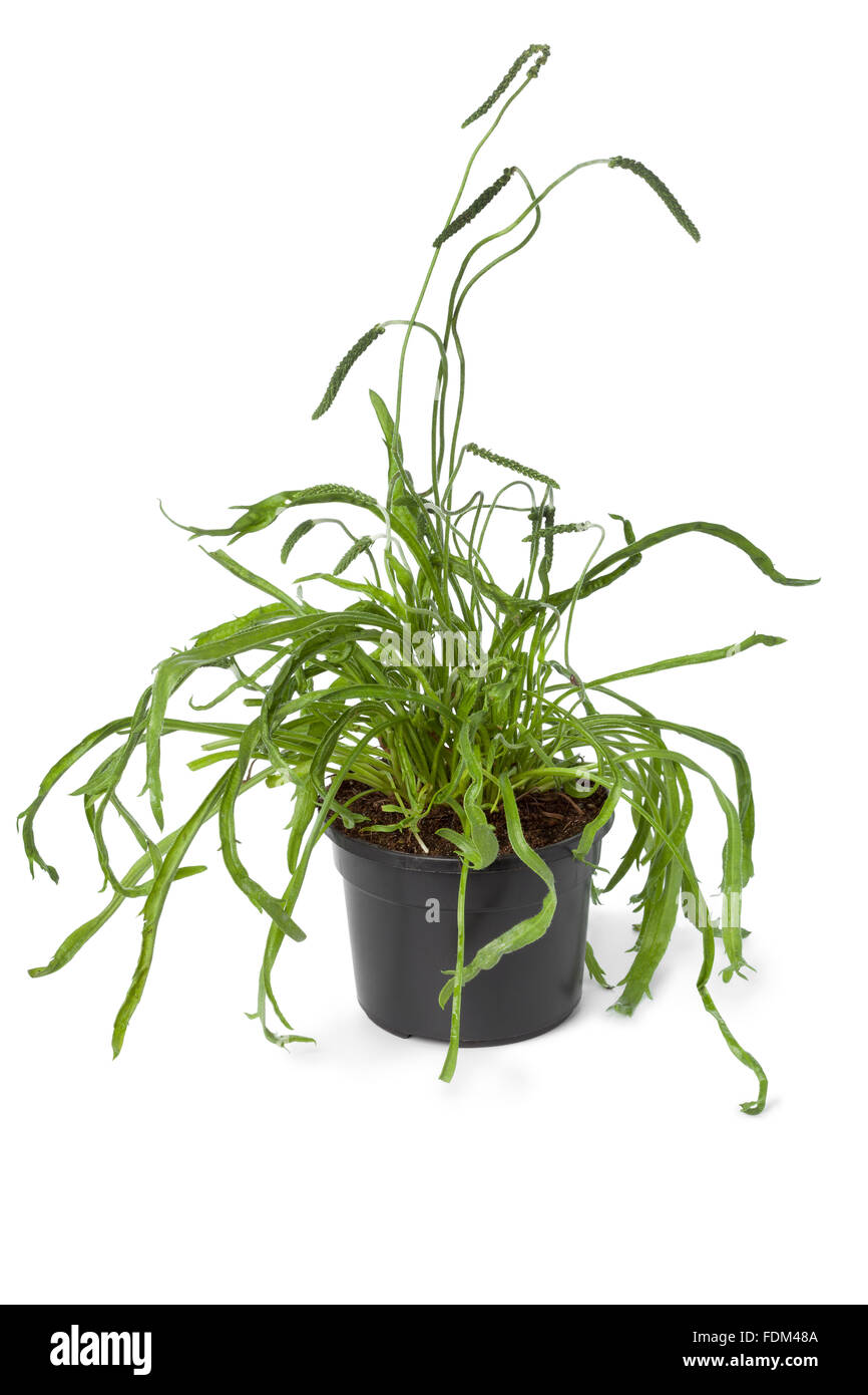 Pot with fresh Minutina on white background Stock Photo - Alamy