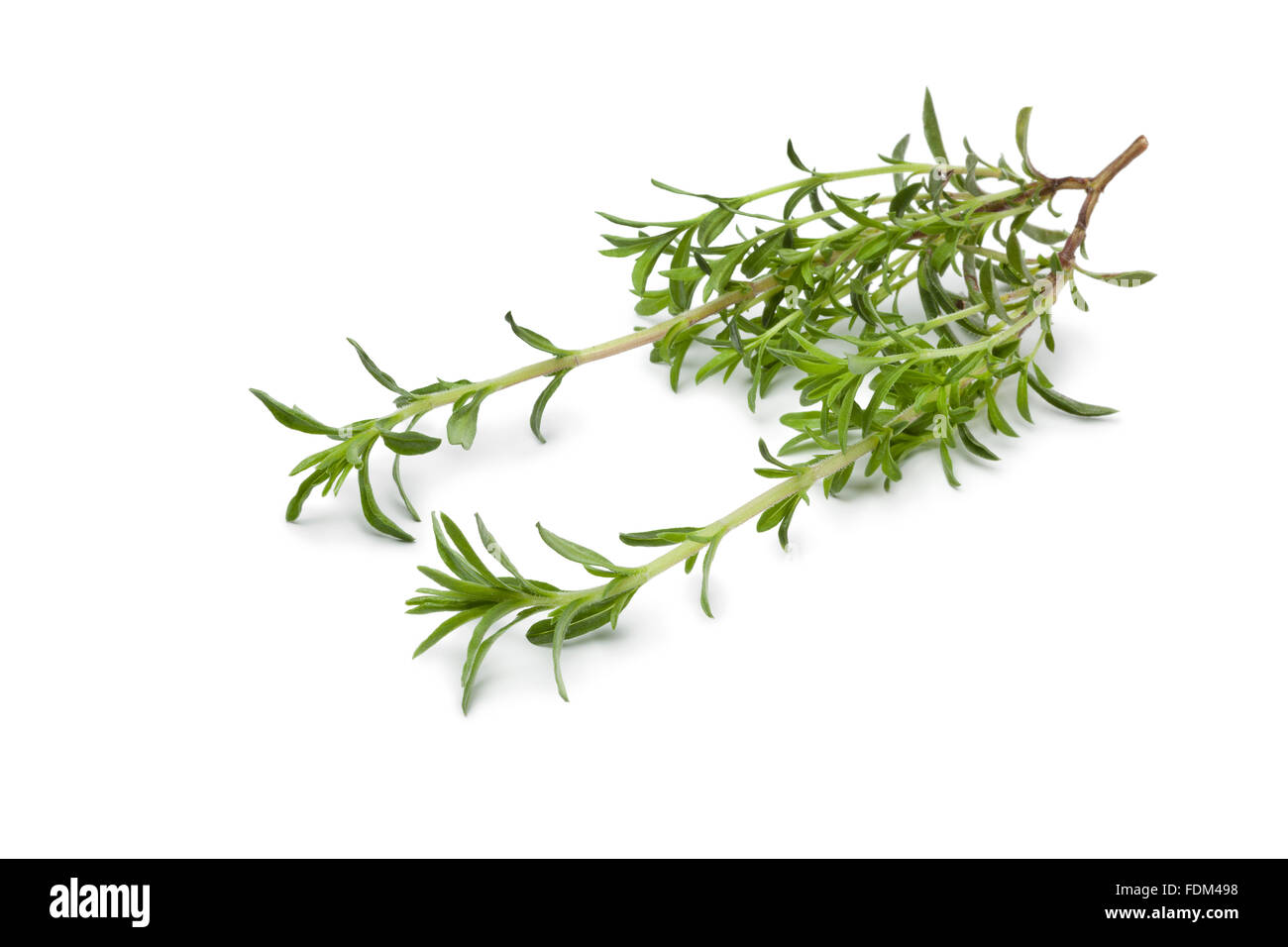 Fresh twig of Winter savory on white background Stock Photo - Alamy
