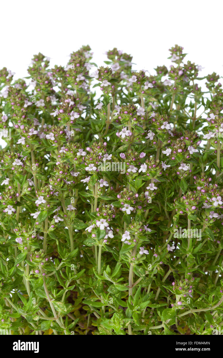 Fresh flowering thyme on white background Stock Photo - Alamy