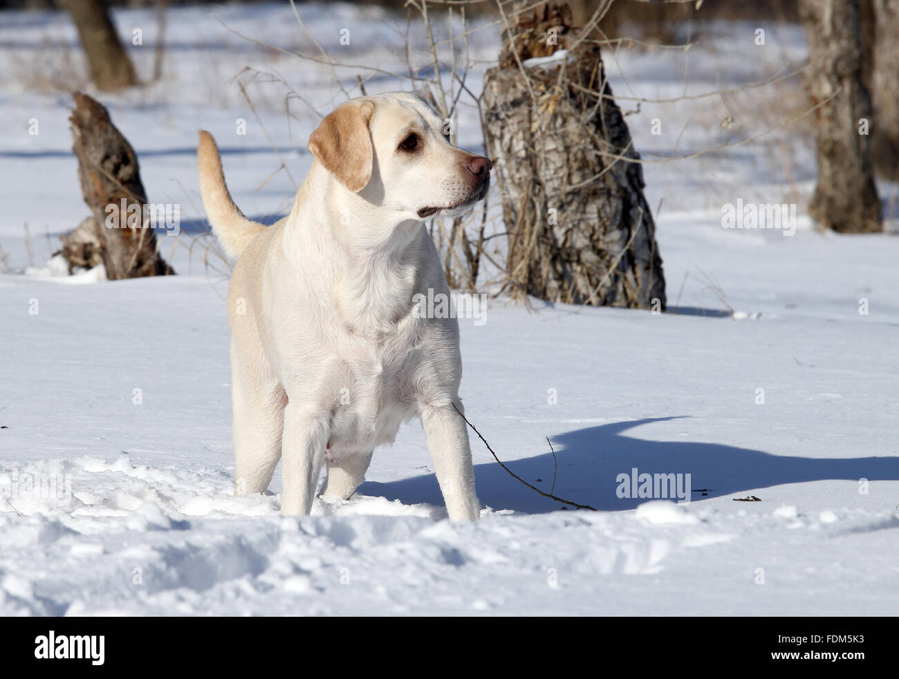 yellow labrador in the snow in winter Stock Photo - Alamy