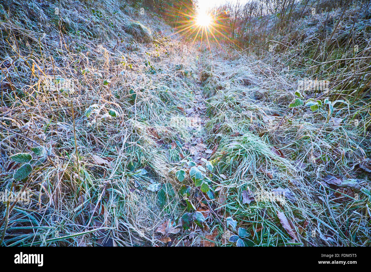 Frost path hi-res stock photography and images - Alamy