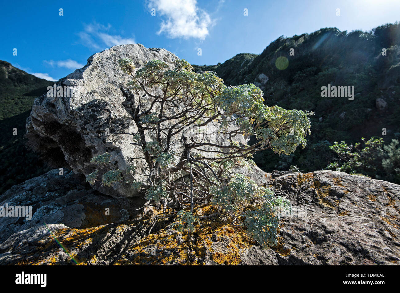 Shrubs and rocks in the Anaga mountain range near Benijo Stock Photo ...