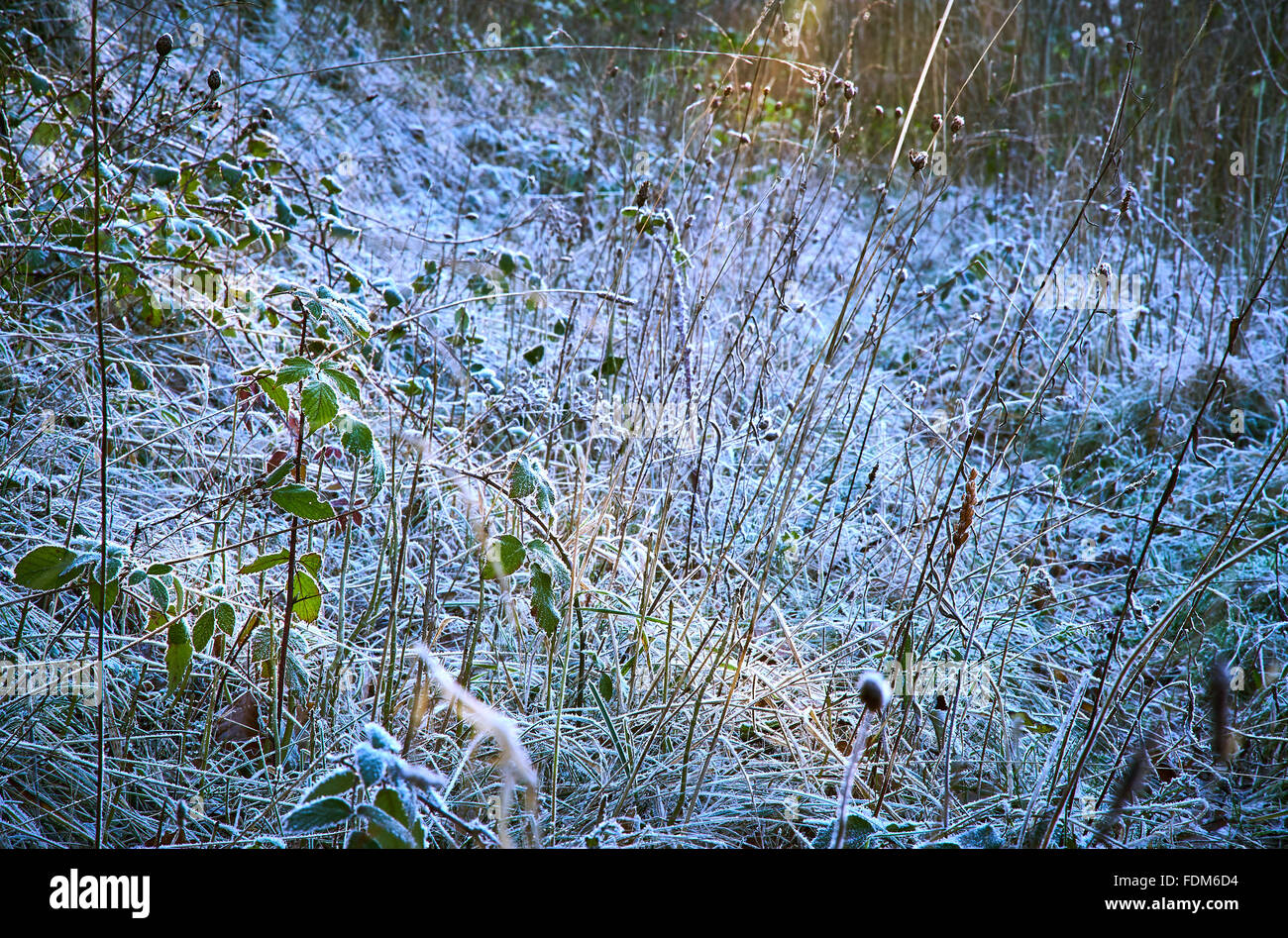 Frost path hi-res stock photography and images - Alamy