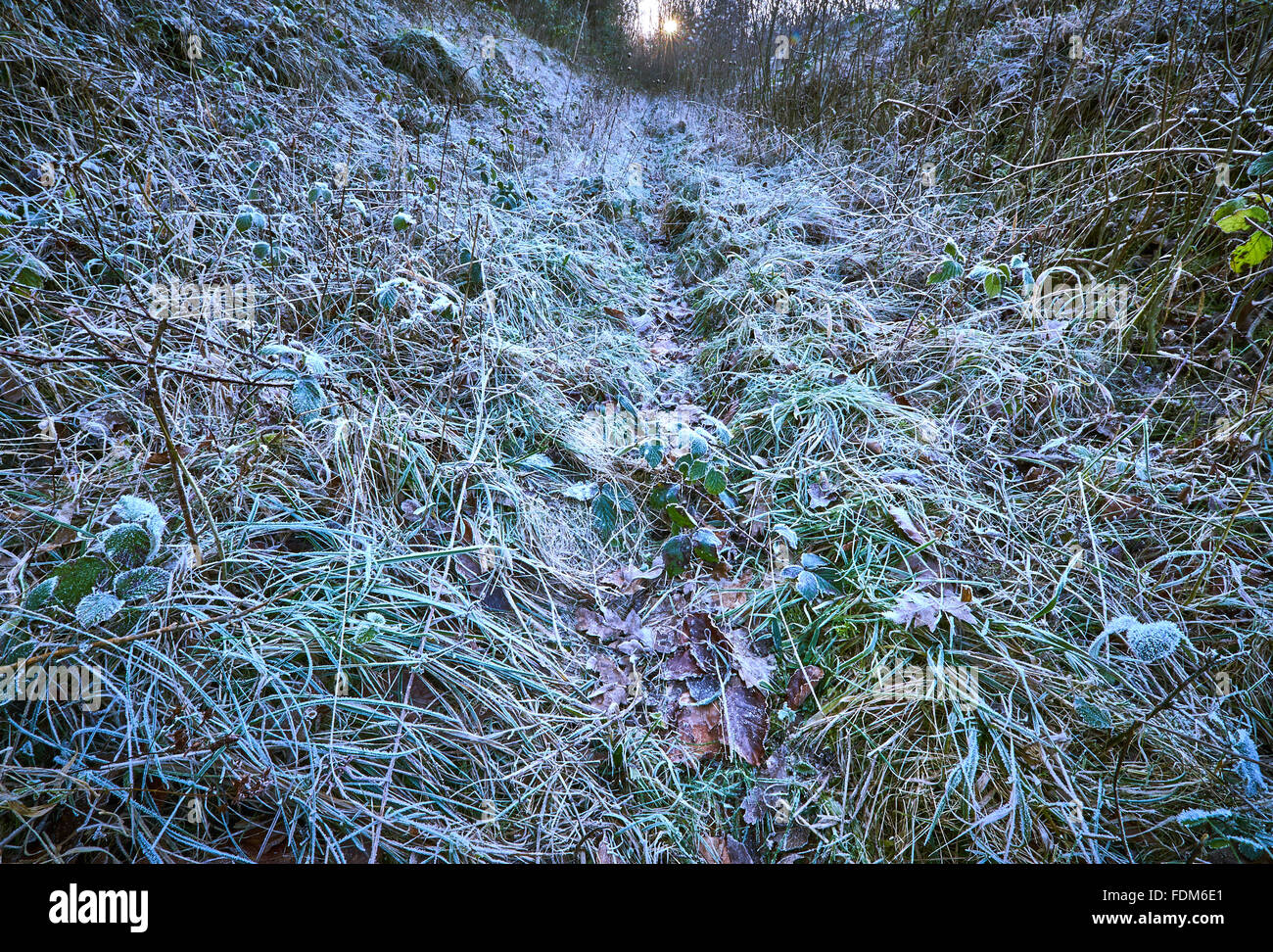 Frost path hi-res stock photography and images - Alamy