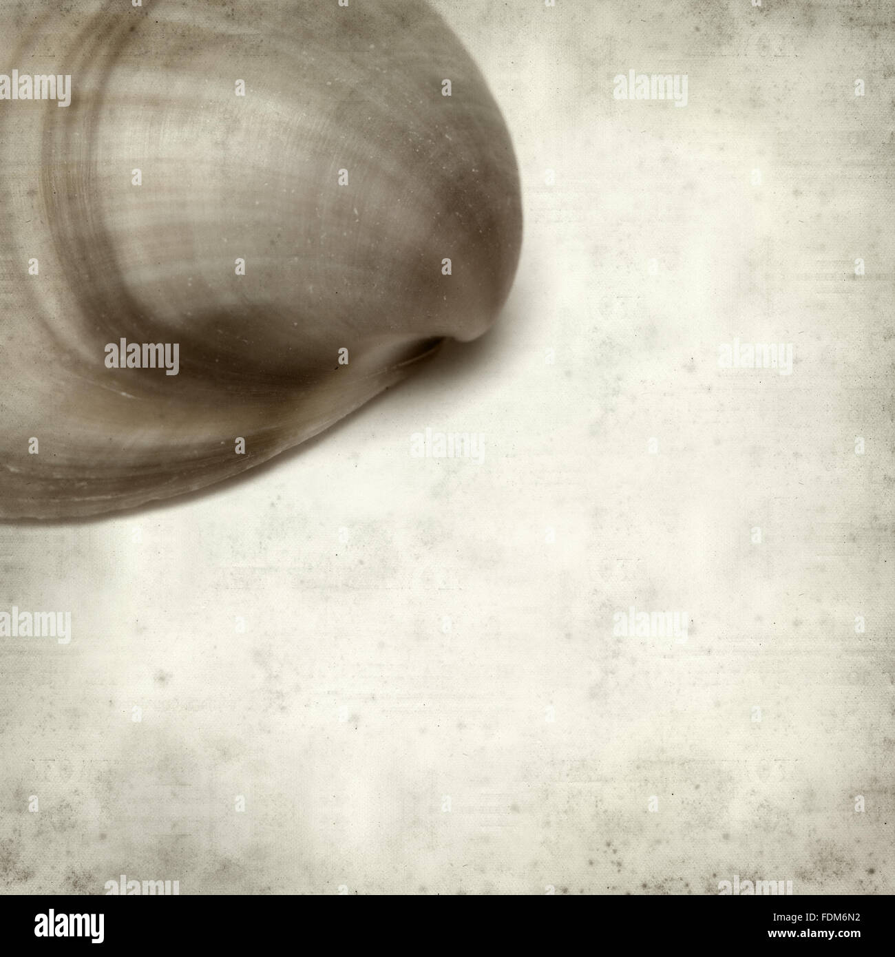 textured old paper background with clam shell Stock Photo - Alamy