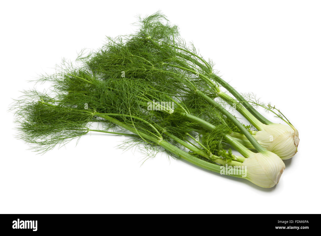 Fennel hi-res stock photography and images - Alamy