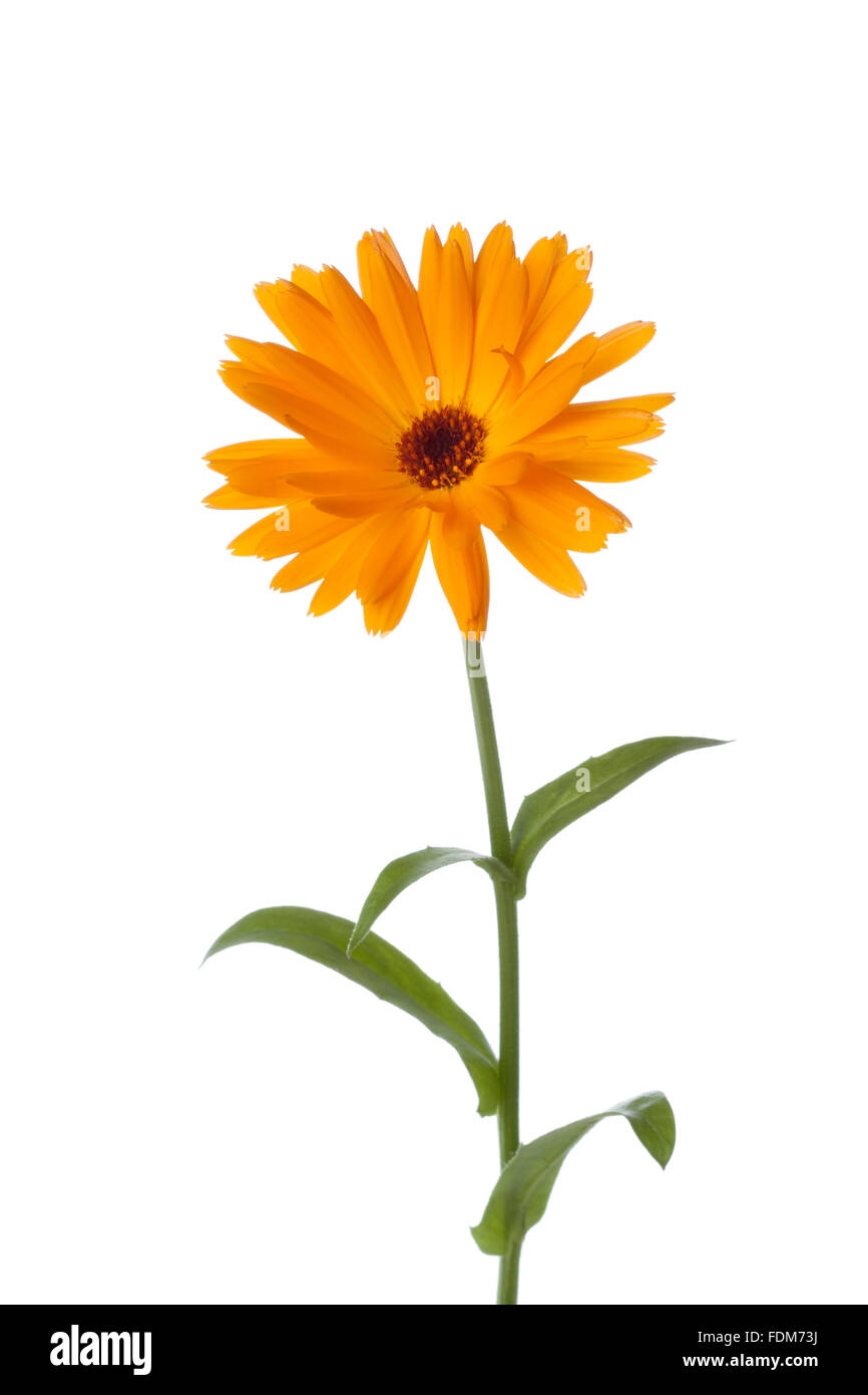 Calendula Flower High Resolution Stock Photography and Images - Alamy