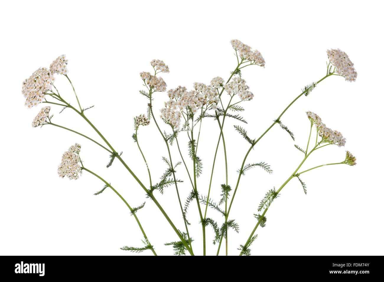 Milfoil hi-res stock photography and images - Alamy