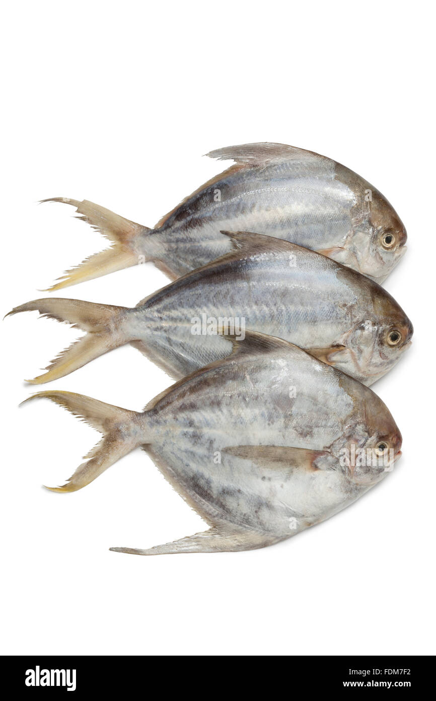 Fresh Pomfret fishes on white background Stock Photo - Alamy