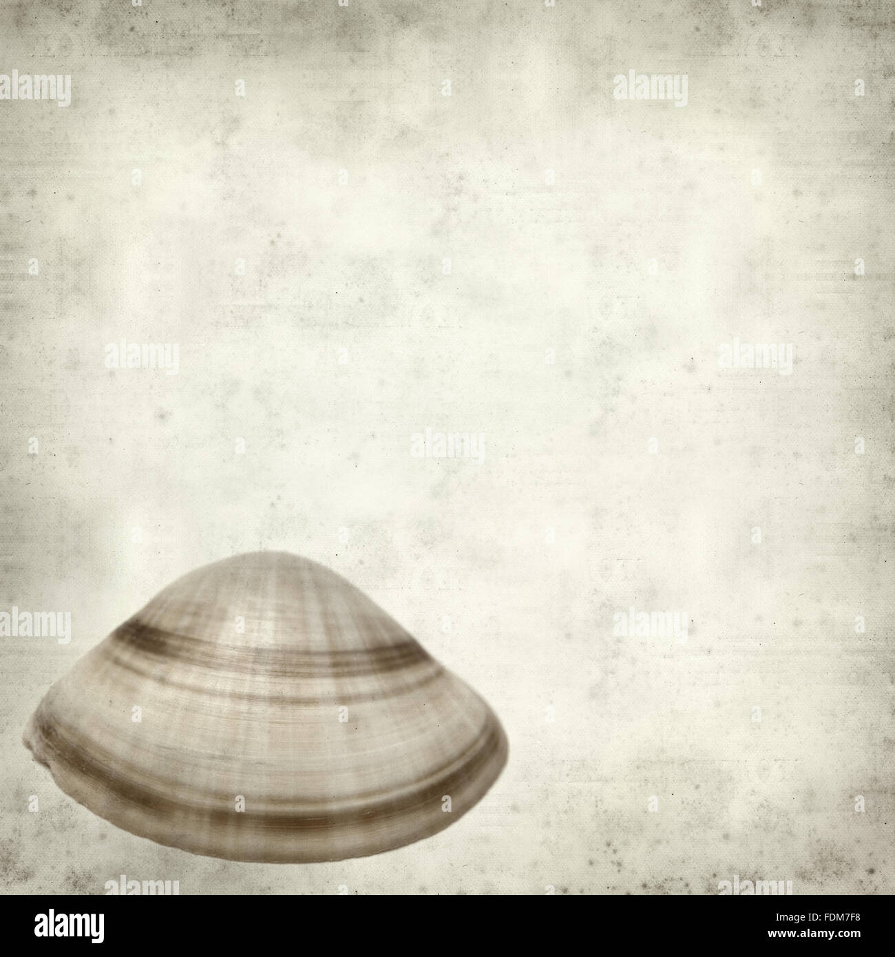 textured old paper background with clam shell Stock Photo - Alamy