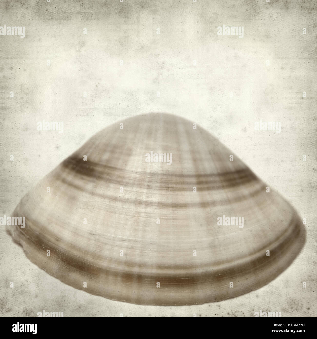 textured old paper background with clam shell Stock Photo - Alamy