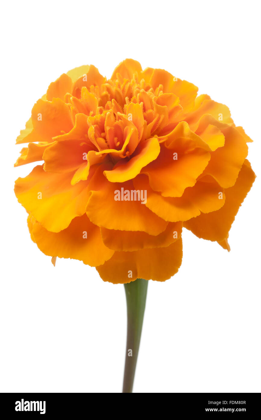 Orange flower on white Cut Out Stock Images & Pictures - Alamy