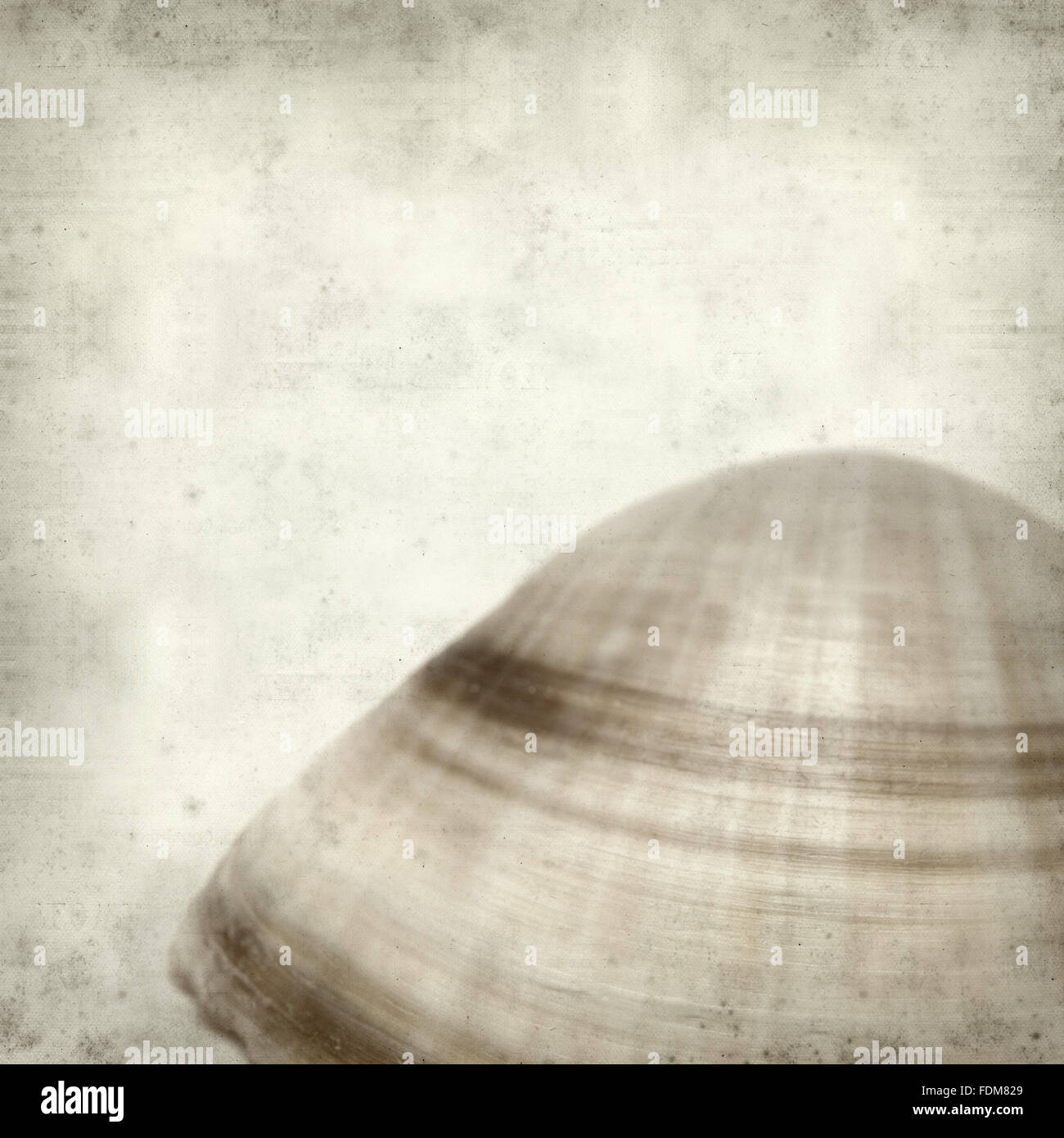 textured old paper background with clam shell Stock Photo - Alamy
