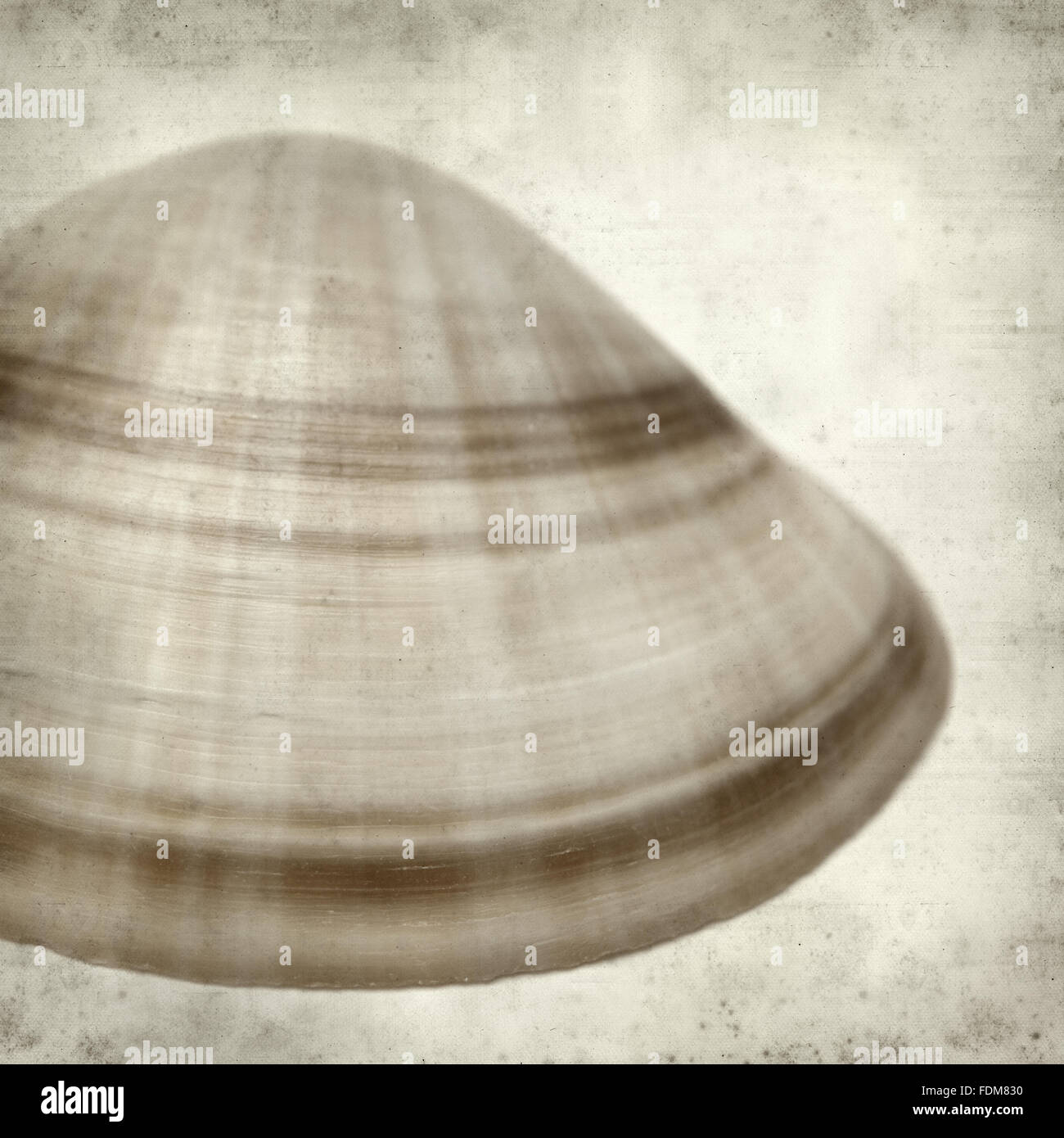 textured old paper background with clam shell Stock Photo - Alamy
