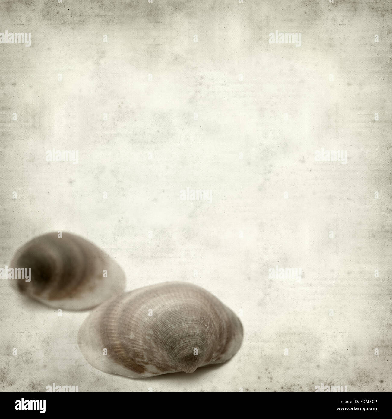 textured old paper background with clam shell Stock Photo - Alamy