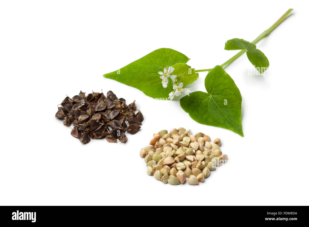 Flowering buckwheat with seeds on white background Stock Photo - Alamy