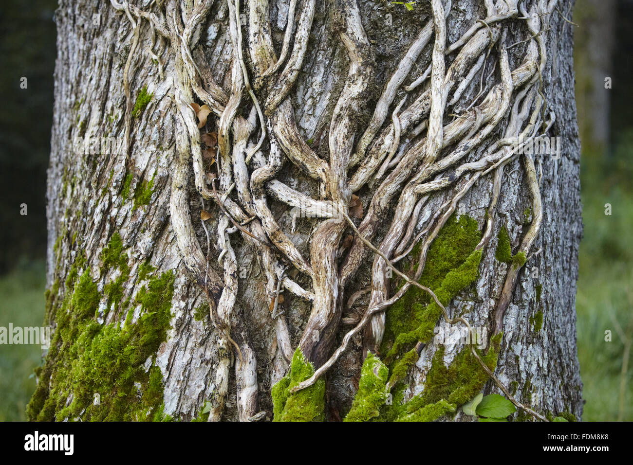 Ivy stems clinging to the trunk of a tree in the grounds at Castle ...
