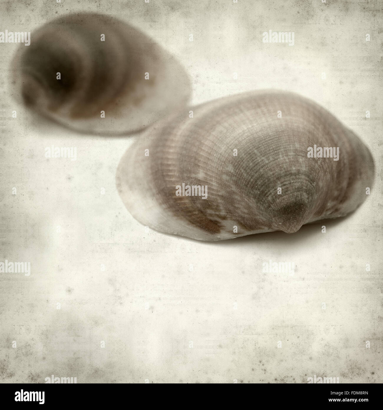 textured old paper background with clam shell Stock Photo - Alamy