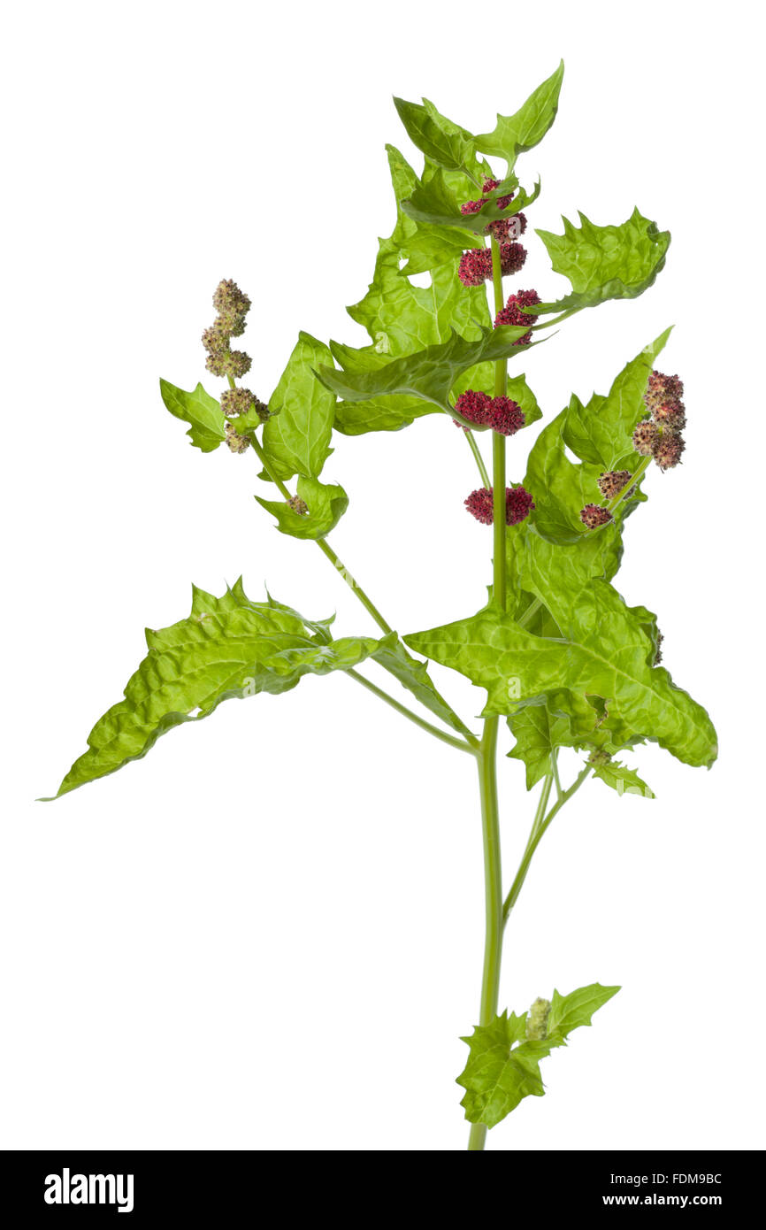 Blitum capitatum hi-res stock photography and images - Alamy