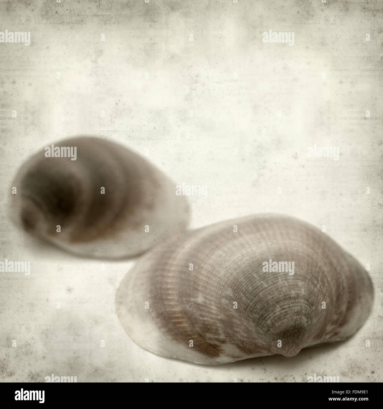 textured old paper background with clam shell Stock Photo - Alamy