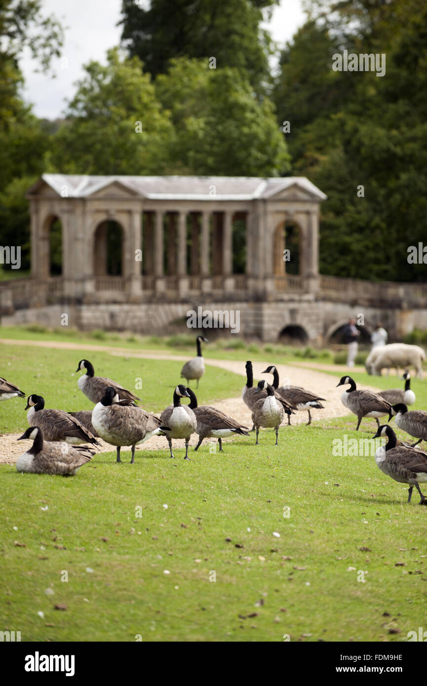 Geese with the Palladian Bridge in the background at Stowe Landscape ...