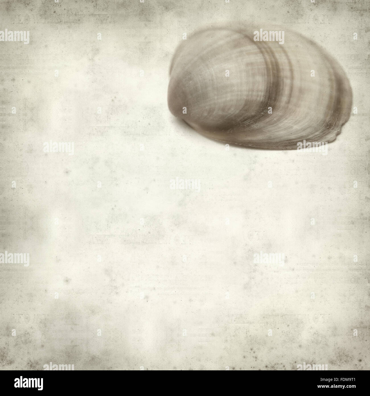 textured old paper background with clam shell Stock Photo - Alamy