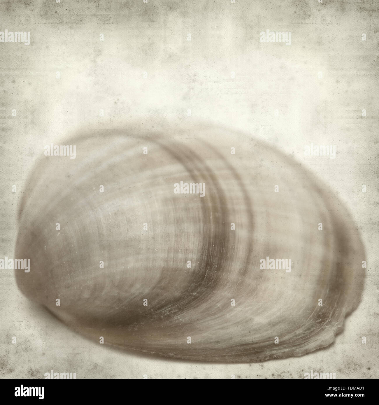 textured old paper background with clam shell Stock Photo - Alamy