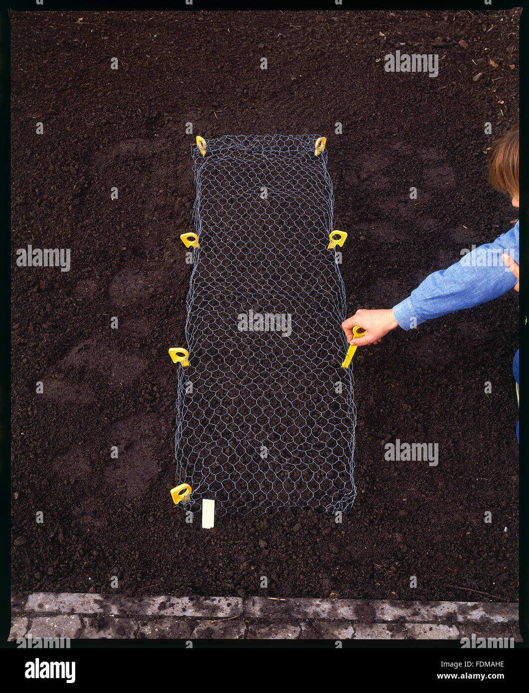 Protecting seeds from birds or animals by pegging wire netting over the ...