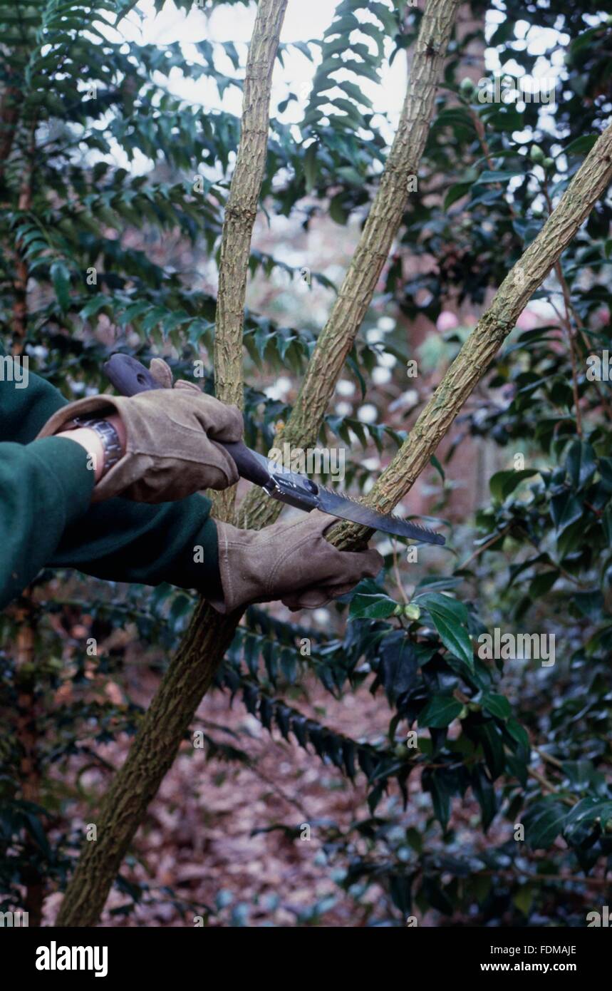 Tree cut pruning part hi-res stock photography and images - Alamy