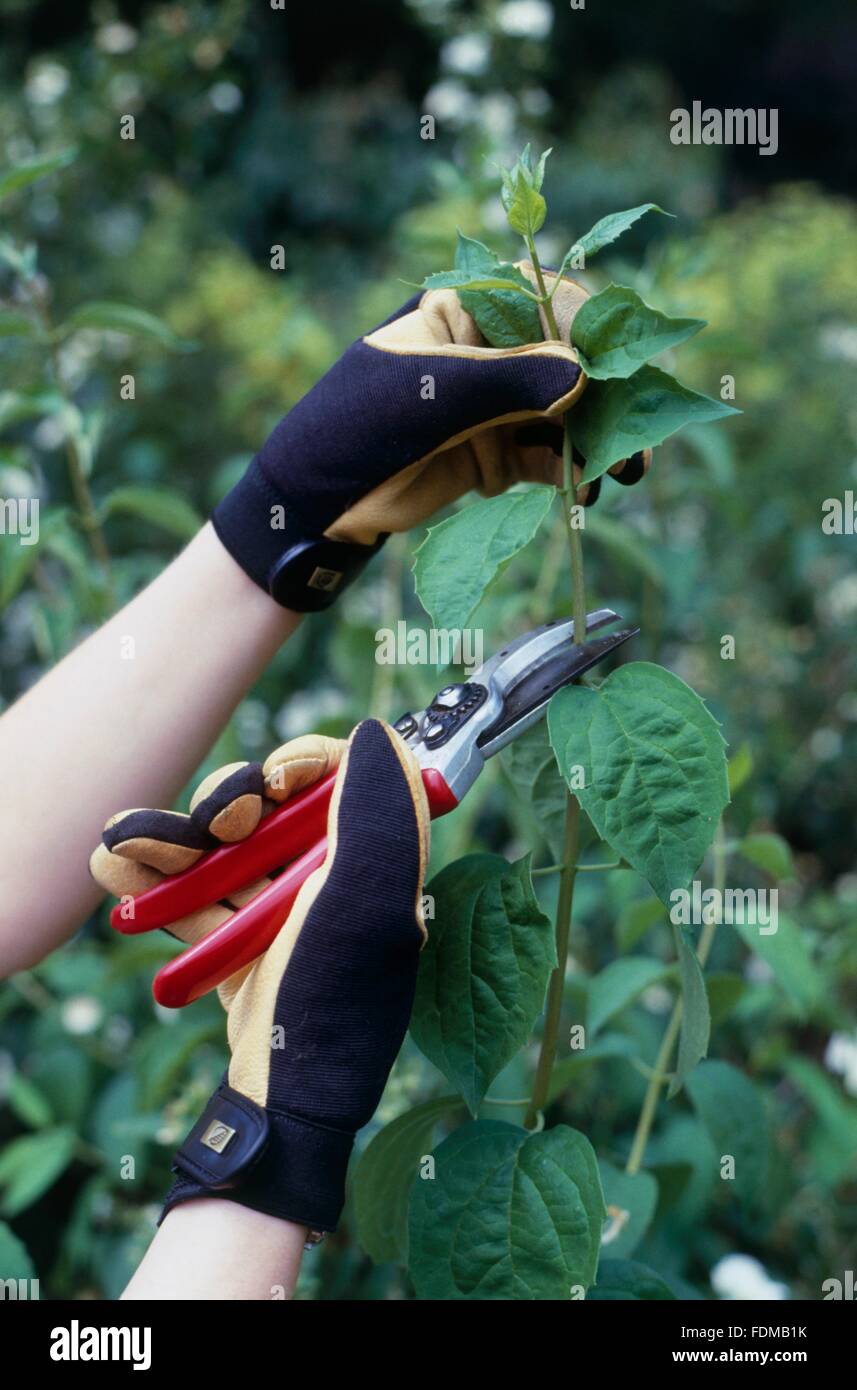 Cut plant hi-res stock photography and images - Alamy