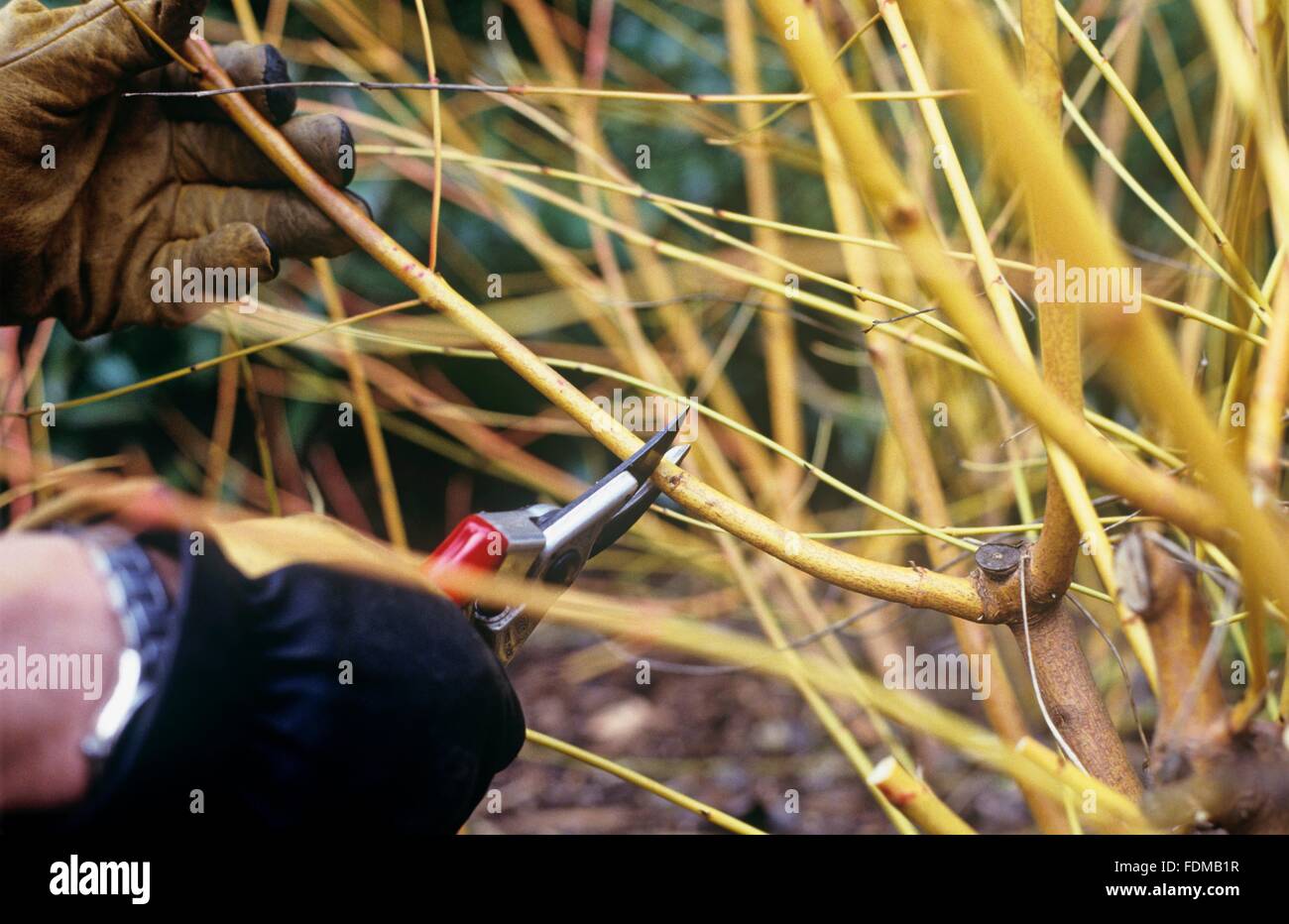 Pruning branches of Cornus sanguinea (Dogwood) with secateurs, close-up ...