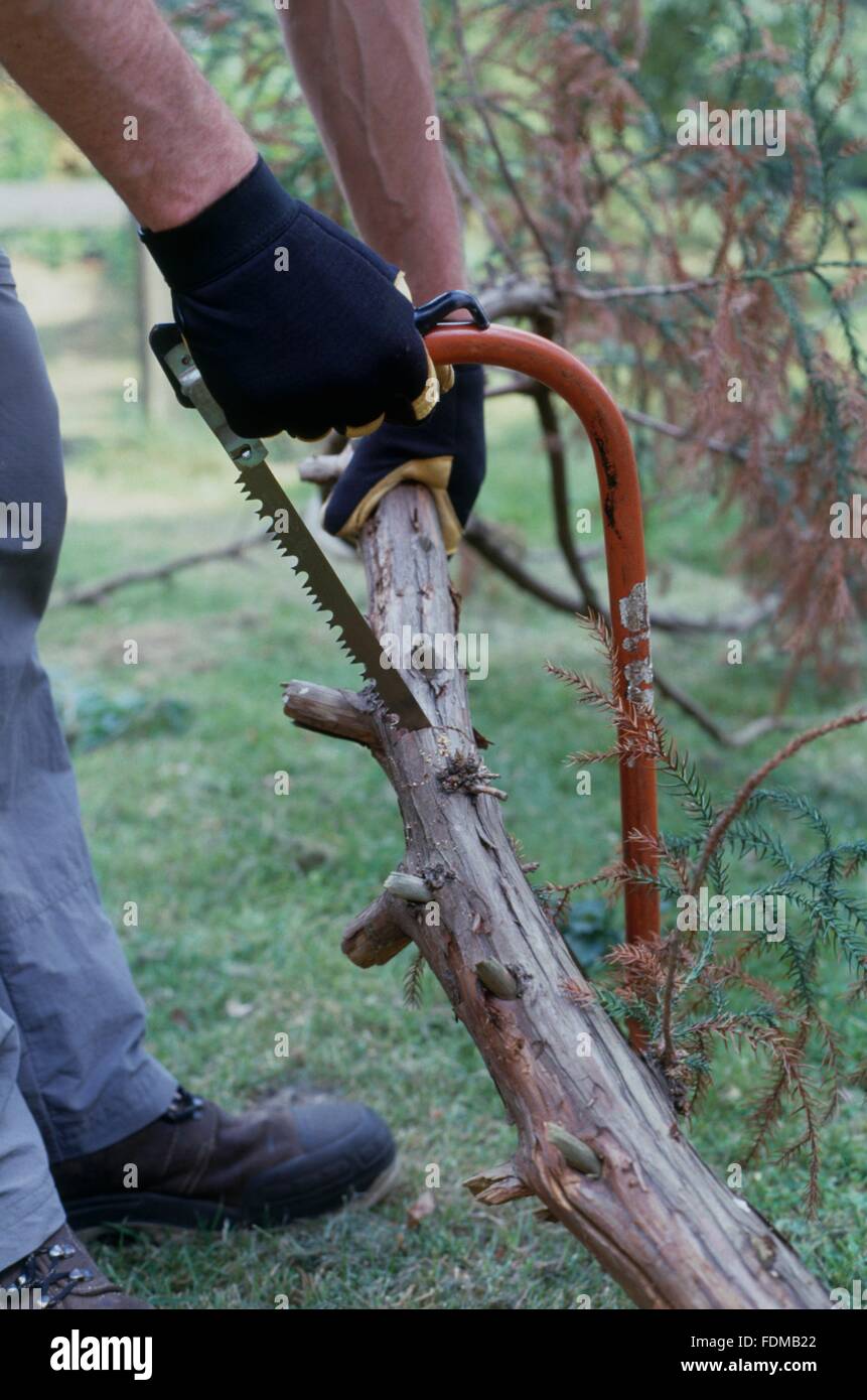 Man using bow saw hi-res stock photography and images - Alamy