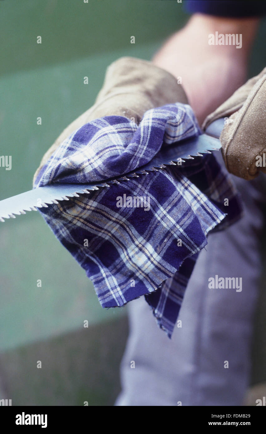 Hands wearing gardening gloves, rubbing lubricating oil onto pruning ...