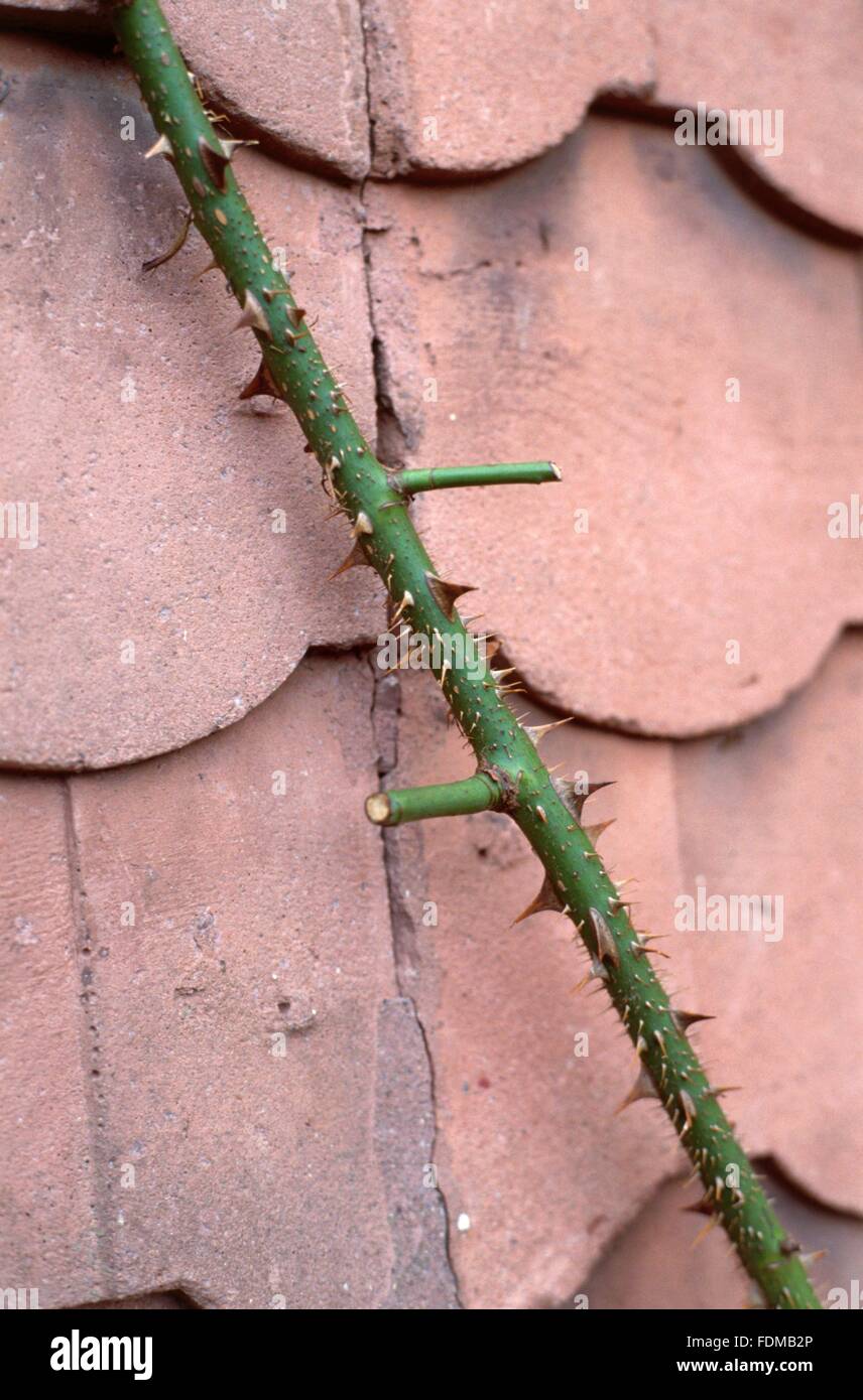 Rose stem two hi-res stock photography and images - Alamy
