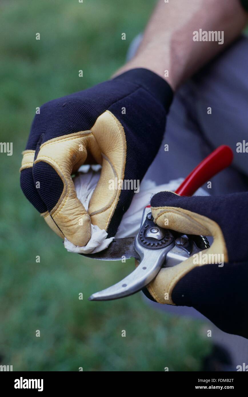 Wearing gardening gloves to clean secateur blades with lubrication on ...