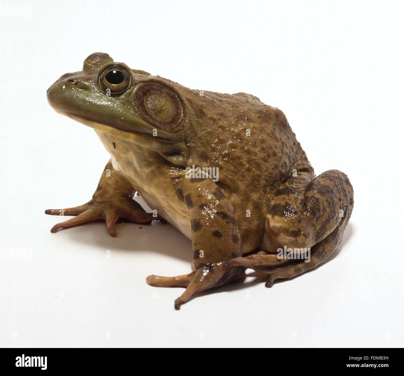 American Bullfrog (Rana catesbeiana), sitting Stock Photo - Alamy