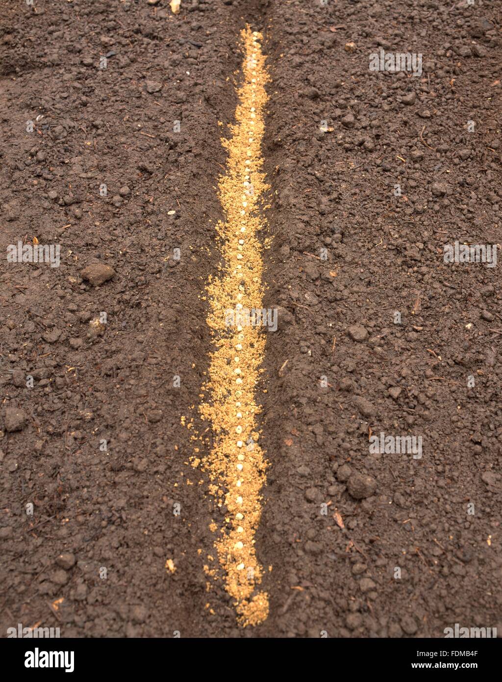 Seed drill garden hi-res stock photography and images - Alamy