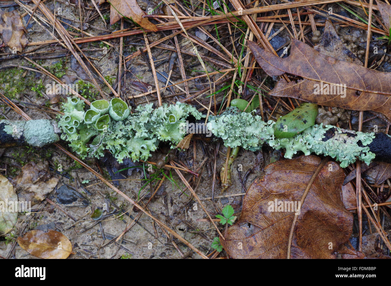 Lichen growth hi-res stock photography and images - Alamy