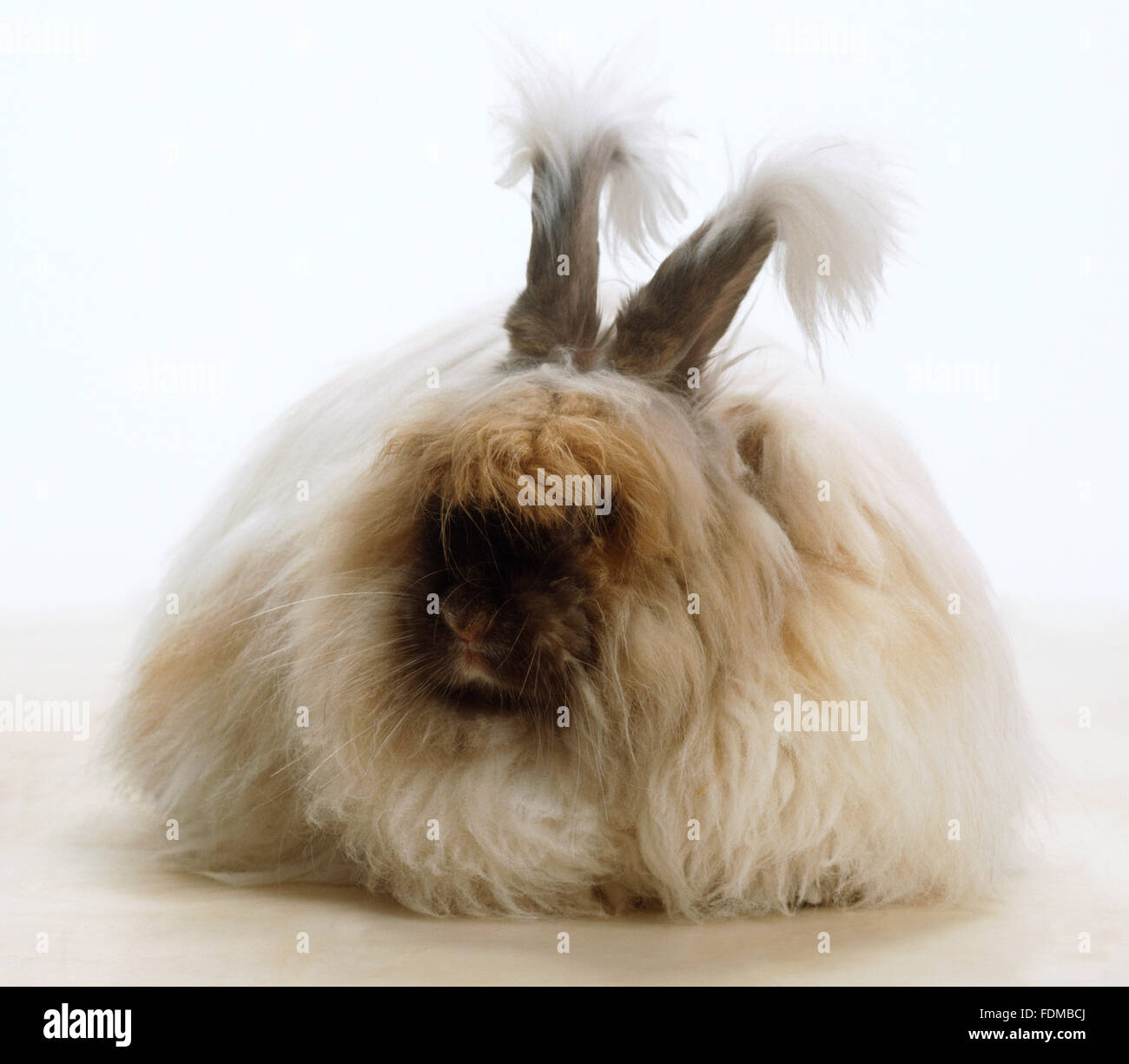 Angora Rabbit (Oryctolagus cuniculus), front view Stock Photo - Alamy