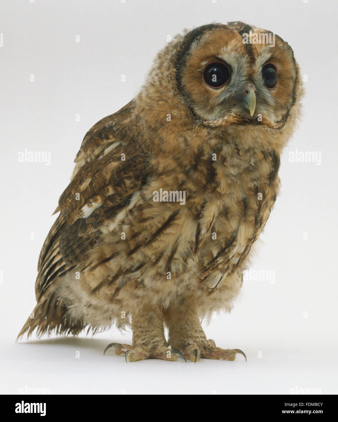 Adult Tawny Owl standing and watching Stock Photo - Alamy