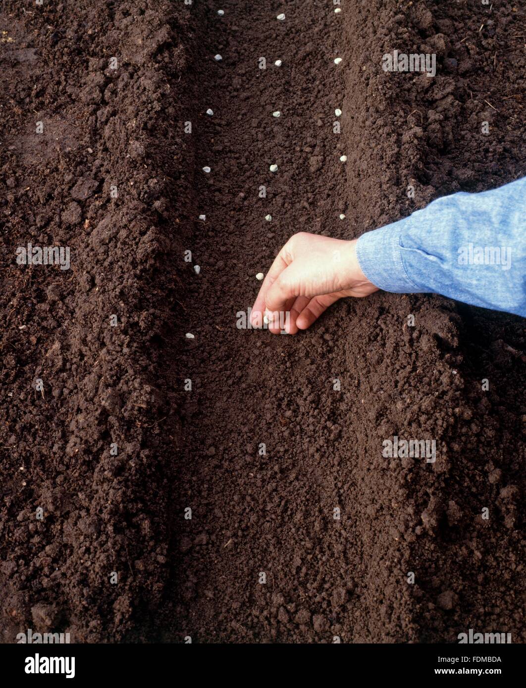 Sowing seeds field hi-res stock photography and images - Alamy