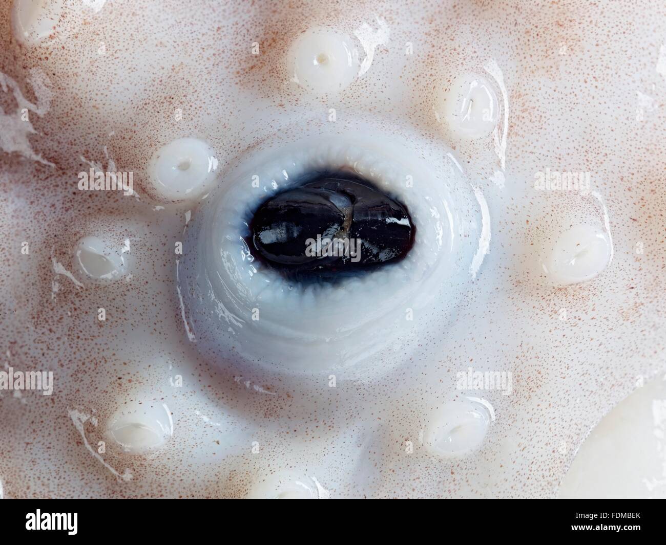 Common octopus (Octopus vulgaris), close-up on parrot-like beak Stock ...