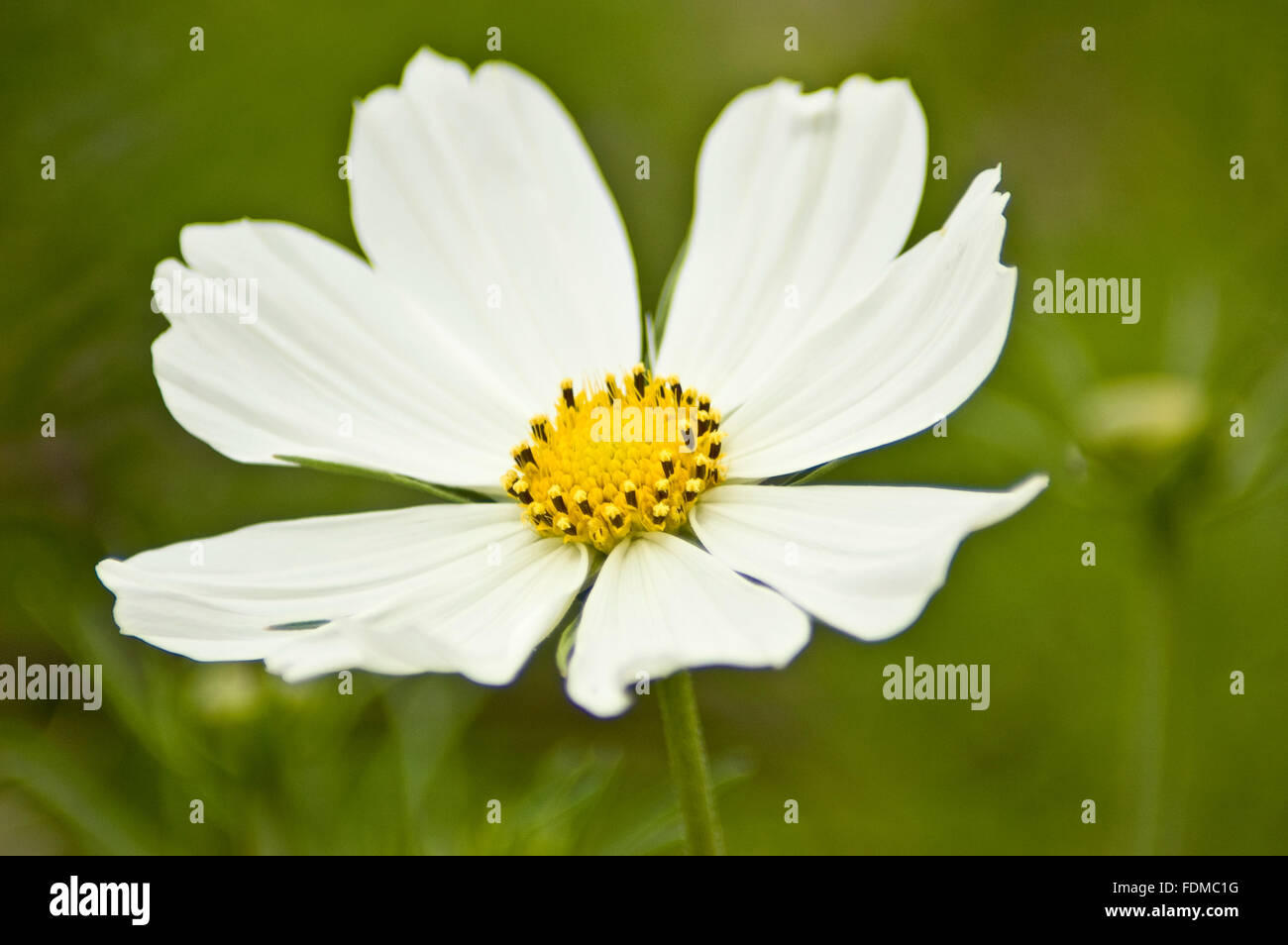 Margarita flower hi-res stock photography and images - Alamy