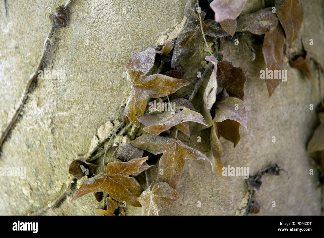 Aged and decaying ivy on the Orangery at Tyntesfield, Somerset Stock ...