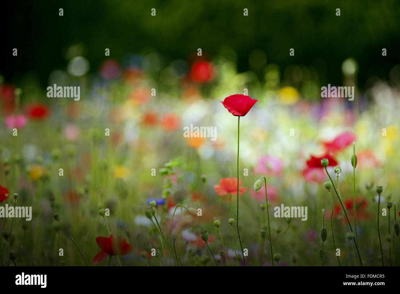 Poppies in flower in the kitchen garden in August at Tyntesfield ...