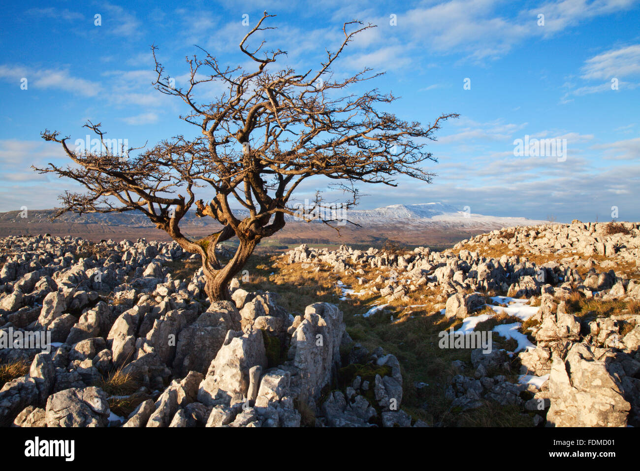 Lone Tree at Southerscales with Whernside in the Distance Chapel le ...
