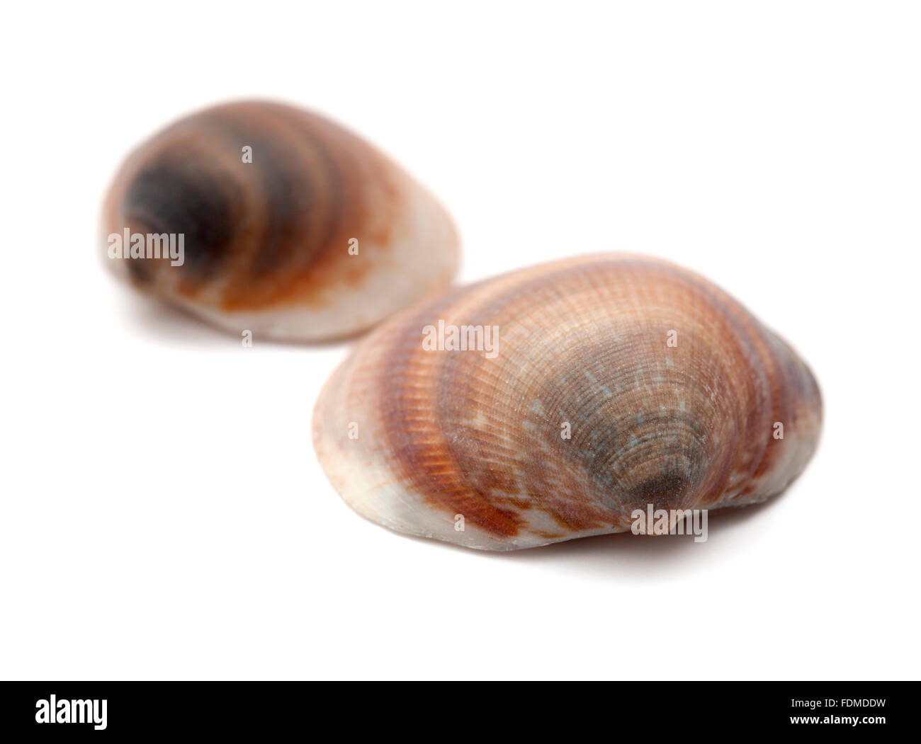 Stripy brown Clam shell isolated on white background Stock Photo - Alamy