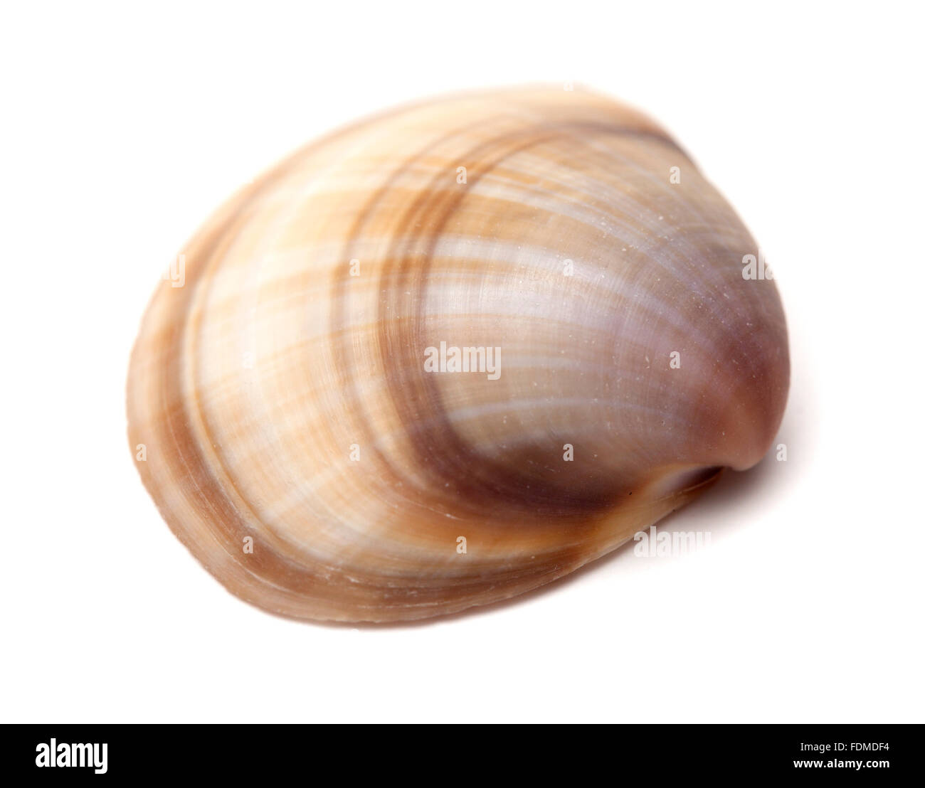 Stripy brown Clam shell isolated on white background Stock Photo - Alamy