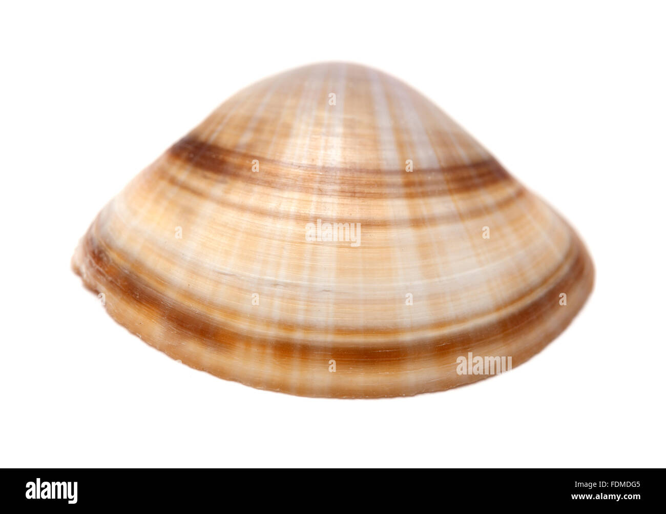 Stripy brown Clam shell isolated on white background Stock Photo - Alamy