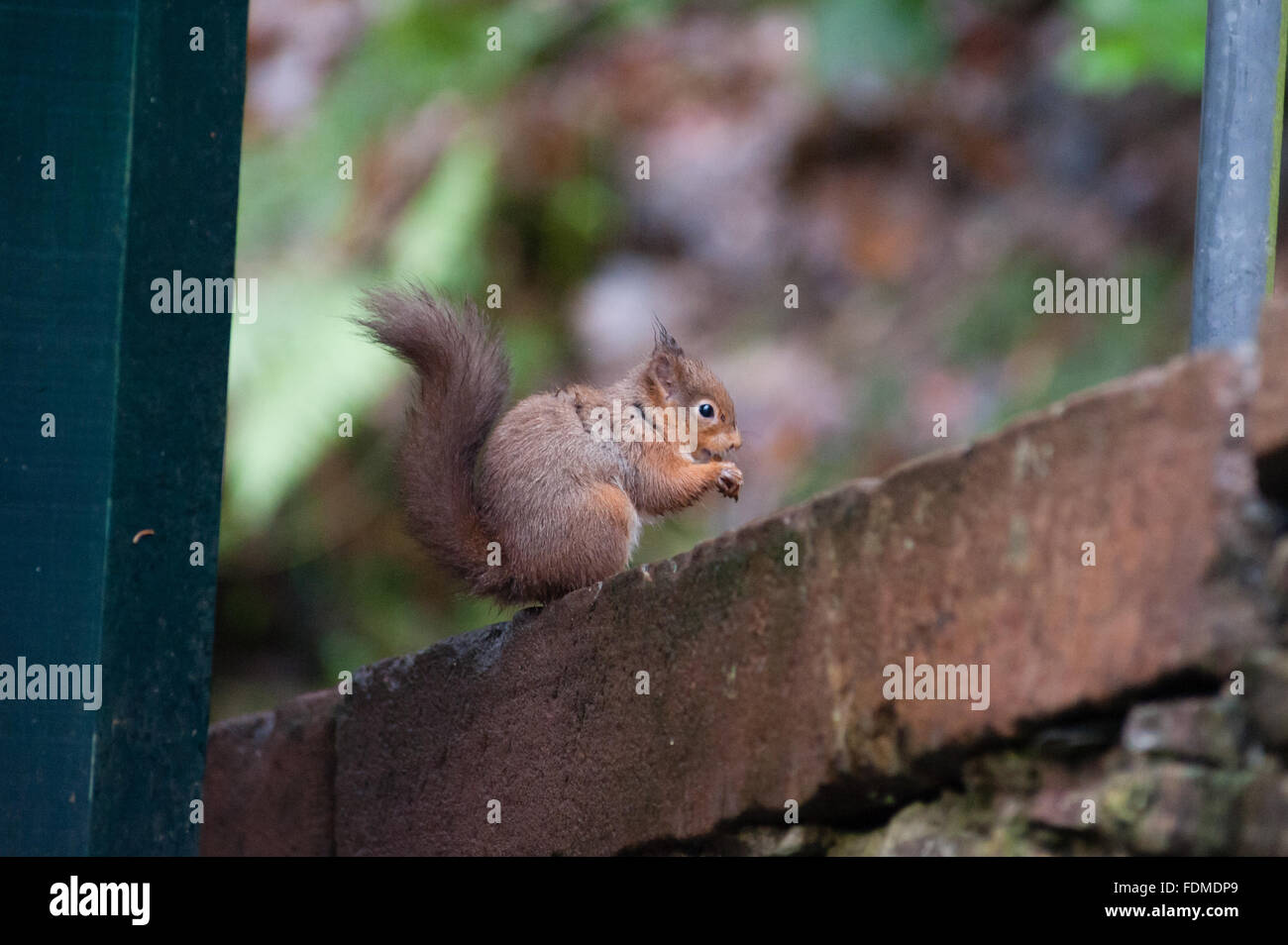 red, squirrel, cumbria, winter, wildlife Stock Photo - Alamy